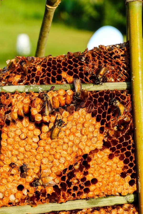 Worker Bees on Honeycomb. stock photo. Image of worker - 83901848