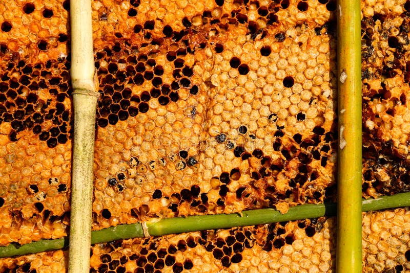 Worker Bees on Honeycomb. stock image. Image of insect - 83903463