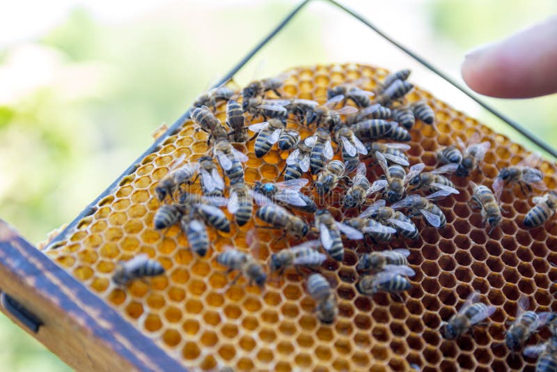 Worker bees on honeycomb stock image. Image of larva - 82300221