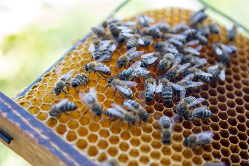 Worker bees on honeycomb stock photo. Image of farm, capped - 82302904