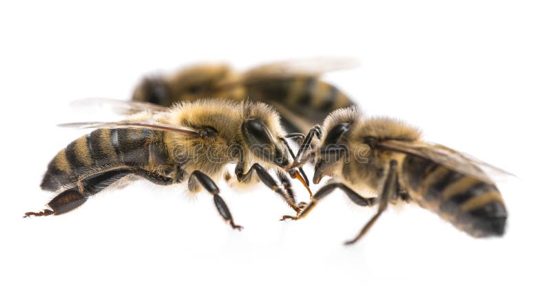 Worker bees stock image. Image of macro, young, hive - 98477853