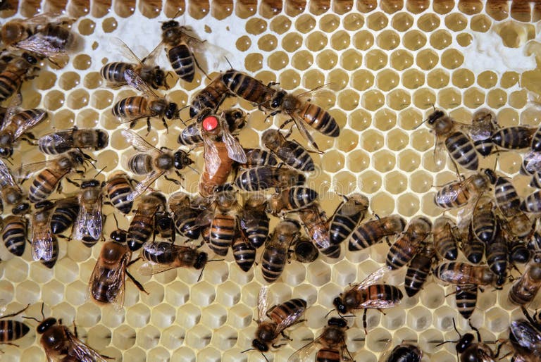 Worker Bees and Queen Bee Marked on Panel Stock Image - Image of worker ...
