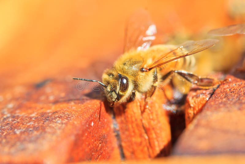 Worker bees stock photo. Image of hive, food, eating - 34937996
