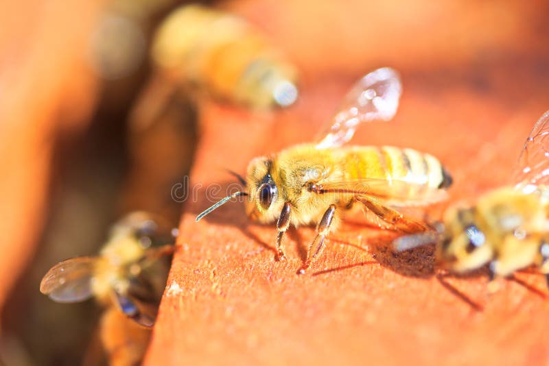 Worker bees stock image. Image of hive, buzz, asia, field - 34938347