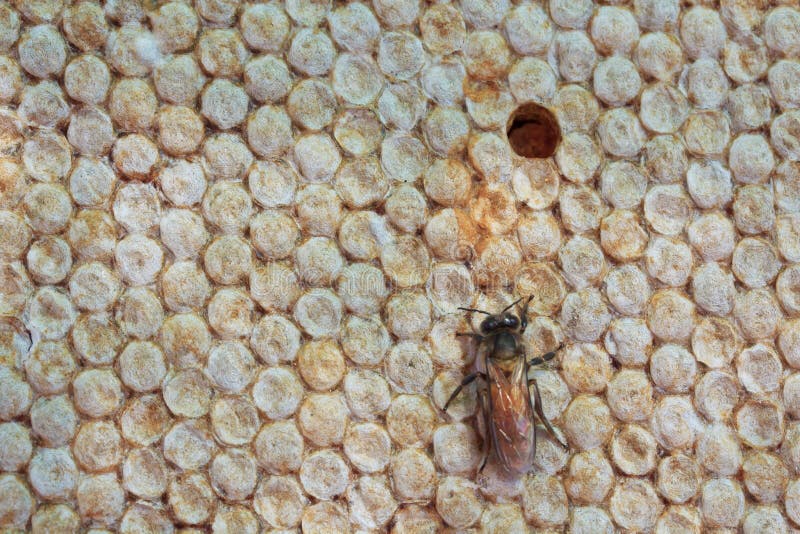 Worker bees stock photo. Image of bearing, beekeeping - 43489894