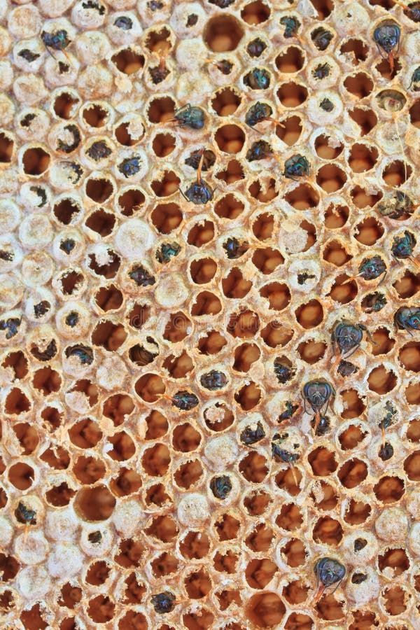 Worker bees stock image. Image of cell, biology, comb - 43489939