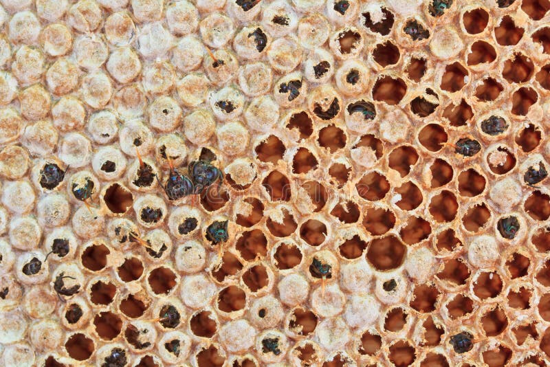 Worker bees stock photo. Image of beeswax, cell, beekeeper - 34937684