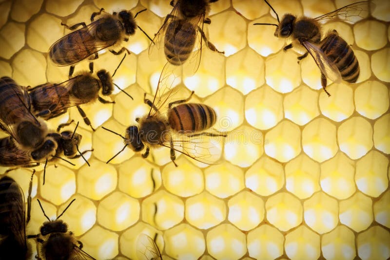 Worker bees at work stock photo. Image of honey, healthy - 174573384