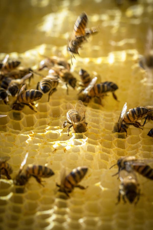 Worker bees at work stock image. Image of gold, closeup - 174573451