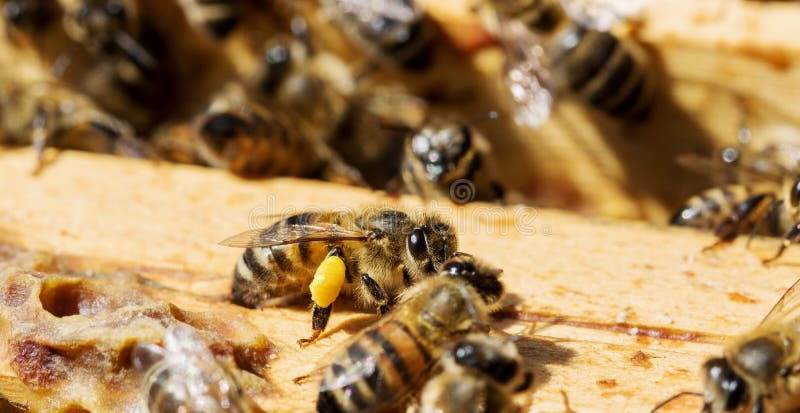 Worker bees at work stock photo. Image of animals, honeyed - 176479832