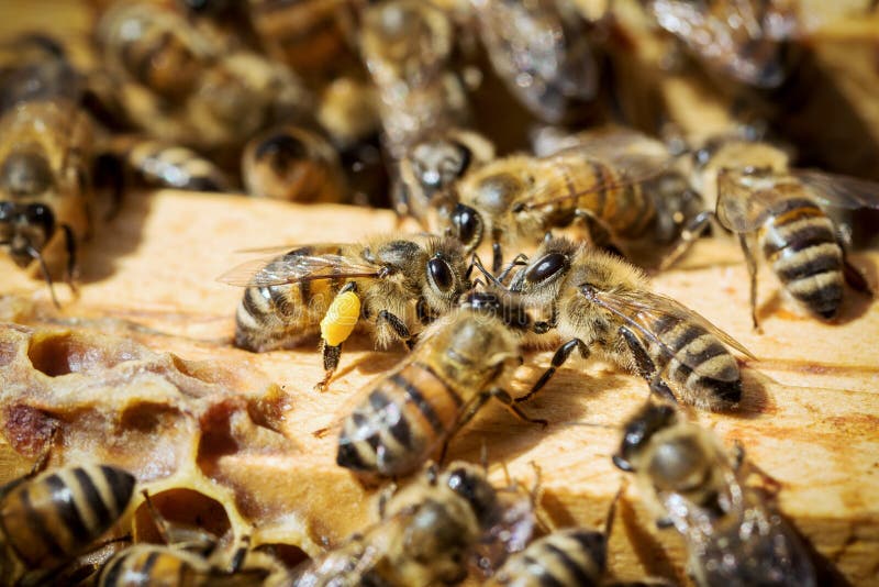 Worker bees at work stock image. Image of insects, animal - 174573657