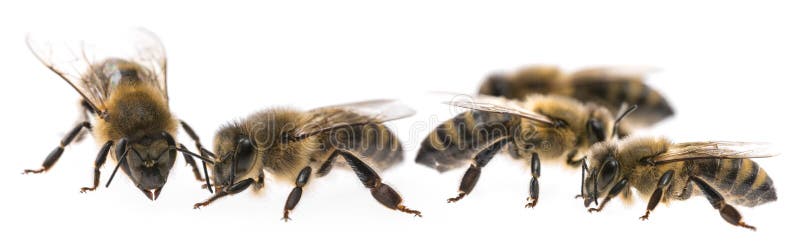 Worker Bees on Honeycomb stock photo. Image of close, closeup - 9665530