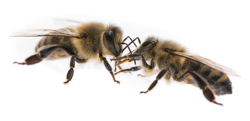 Worker bees stock image. Image of hive, isolation, background - 98477853