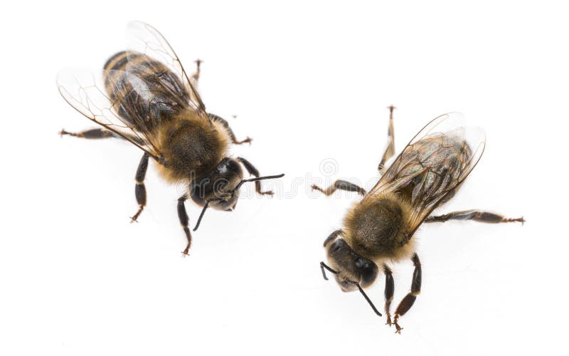 Worker Bees on Honeycomb stock photo. Image of close, closeup - 9665530