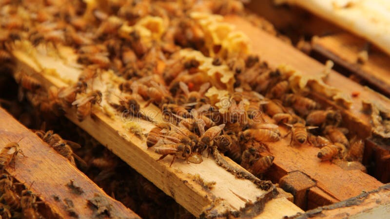 Worker Bees Working on Honeycomb, Closeup Video of the daily Life of ...