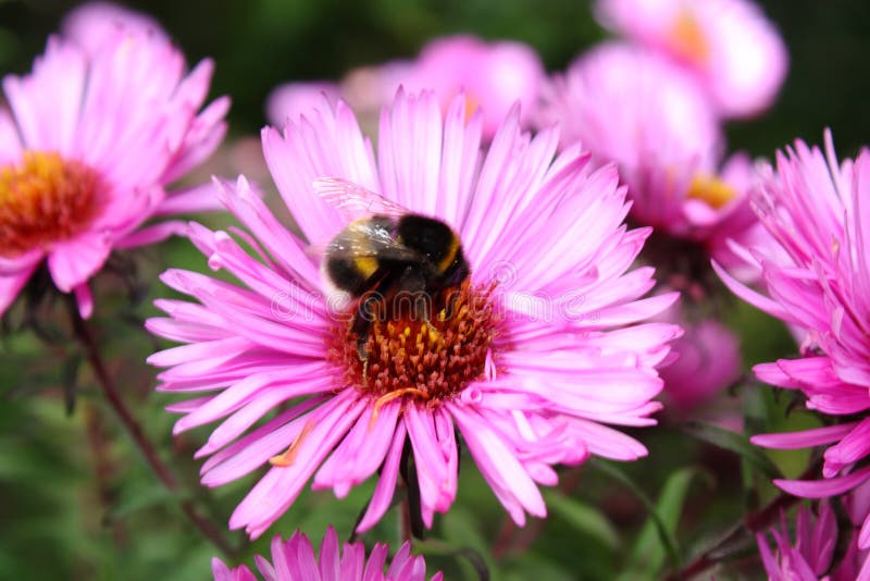 Worker bumblebee. stock photo. Image of pollination, pterygota - 13404270