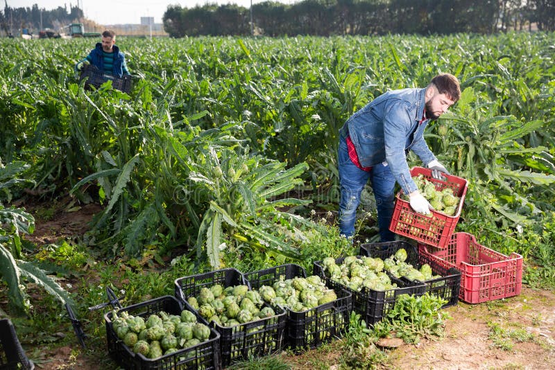Worker Carrying Crates with Artichokes Stock Photo - Image of bearded ... Worker Carrying Crates with Artichokes Stock Photo - Image of bearded ...