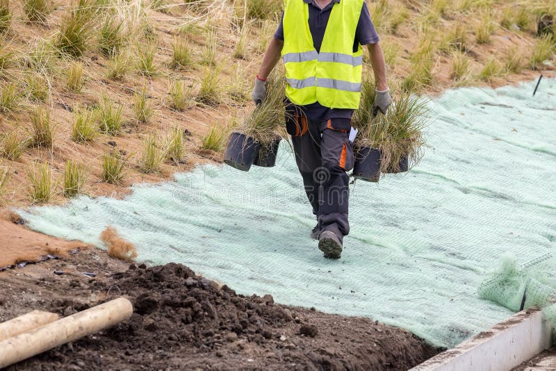 Worker Carrying New Grass for Planting Stock Photo - Image of gardening ...