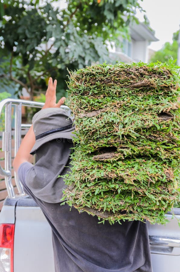 Worker carrying new grass stock photo. Image of soil - 84732508