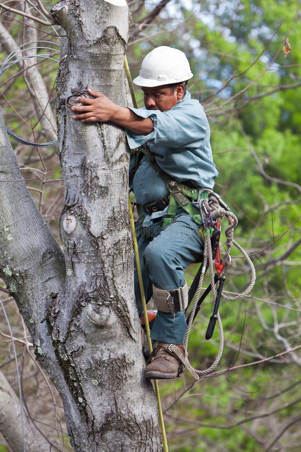 Worker with Chainsaw Climbing a Tree Stock Image - Image of labor ...