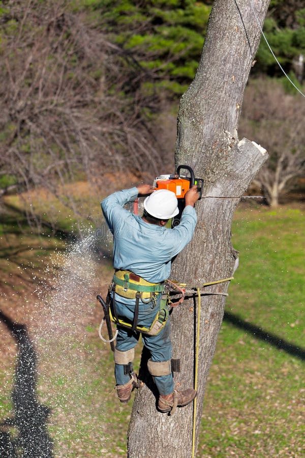 Worker with Chainsaw Cutting a Tree Stock Photo - Image of male ...
