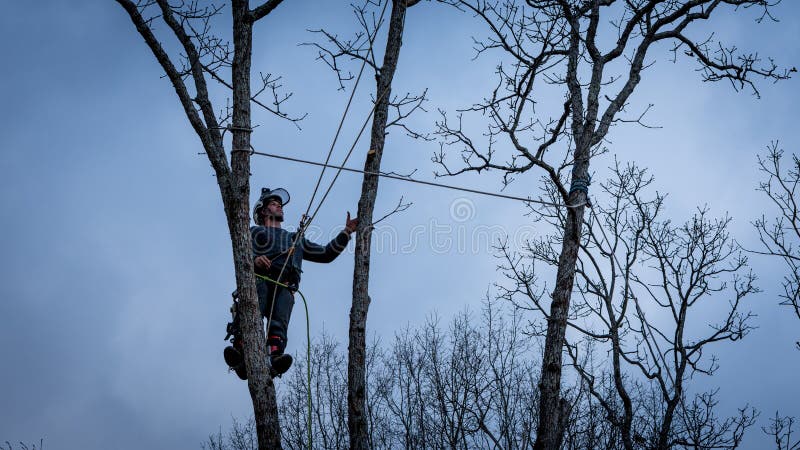 Worker with Chainsaw and Helmet Cutting Down Tree Stock Photo - Image ...