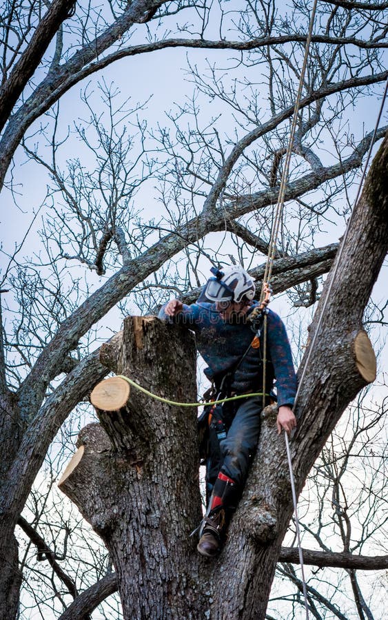 Worker with Chainsaw and Helmet Cutting Down Tree Stock Photo - Image ...