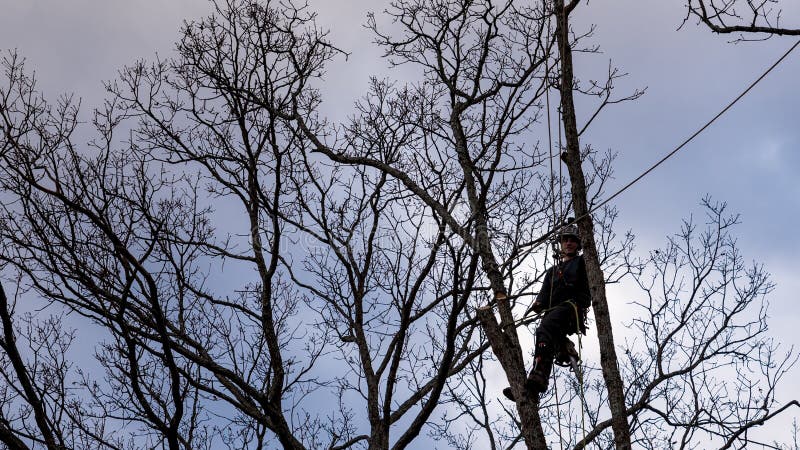 Worker with Chainsaw and Helmet Cutting Down Tree Stock Photo - Image ...
