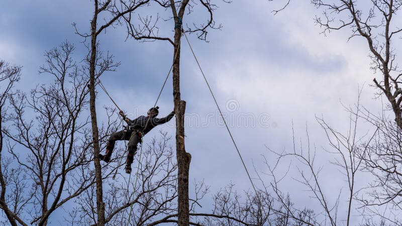 Worker with Chainsaw and Helmet Cutting Down Tree Stock Photo - Image ...