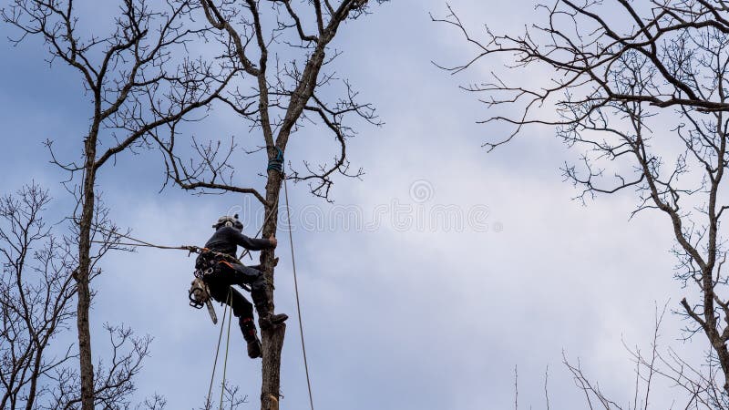 Worker with Chainsaw and Helmet Cutting Down Tree Stock Image - Image ...