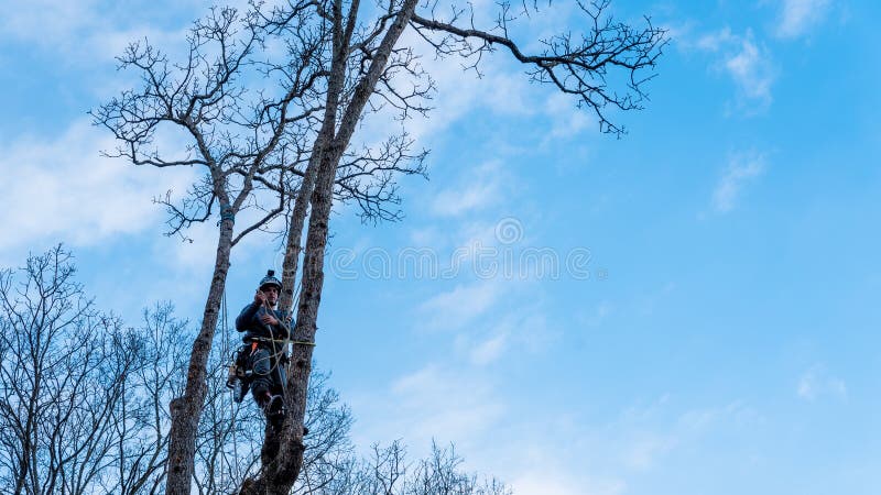 Worker with Chainsaw and Helmet Cutting Down Tree Stock Image - Image ...