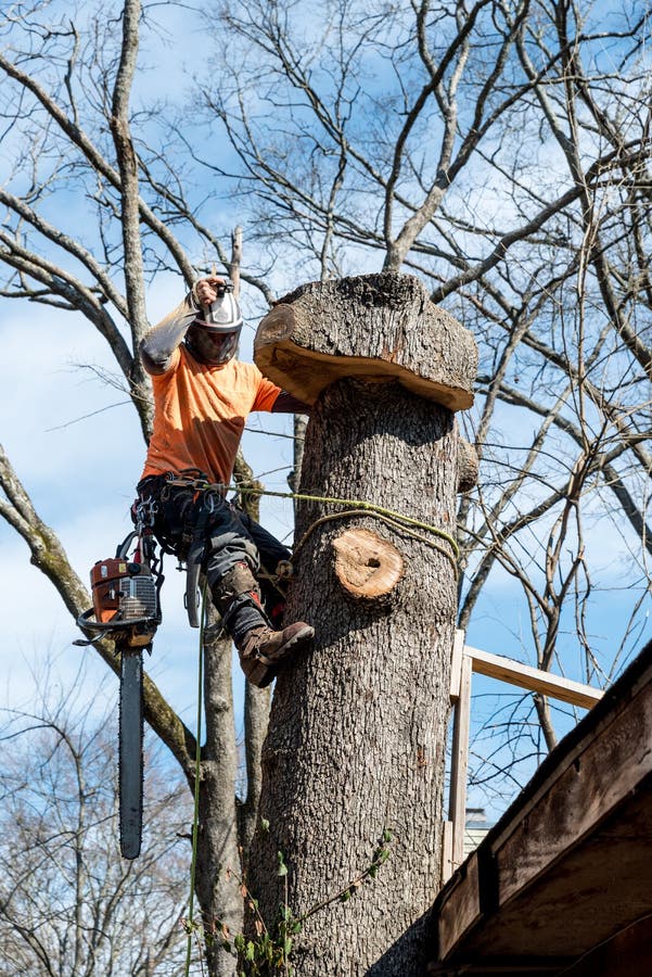 Worker with Chainsaw and Helmet Cutting Down Tree Stock Photo - Image ...