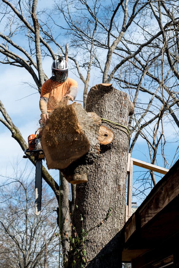 Worker with Chainsaw and Helmet Cutting Down Tree Stock Photo - Image ...