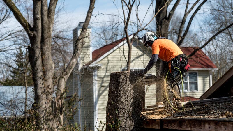 Worker with Chainsaw and Helmet Cutting Down Tree Stock Photo - Image ...