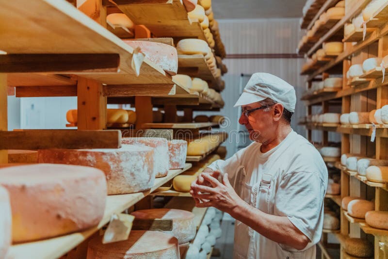 A Worker at a Cheese Factory Sorting Freshly Processed Cheese on Drying ...