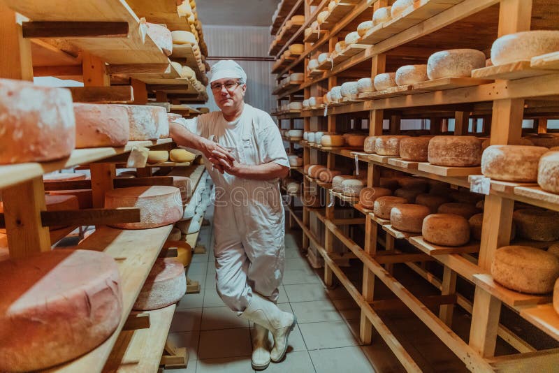 A Worker at a Cheese Factory Sorting Freshly Processed Cheese on Drying ...