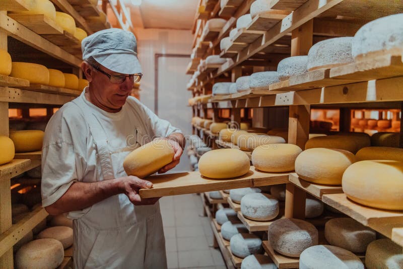 A Worker at a Cheese Factory Sorting Freshly Processed Cheese on Drying ...
