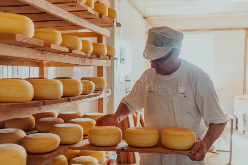 A Worker at a Cheese Factory Sorting Freshly Processed Cheese on Drying ...