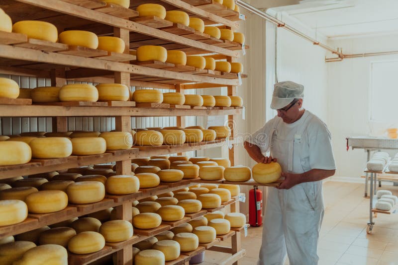 A Worker at a Cheese Factory Sorting Freshly Processed Cheese on Drying ...
