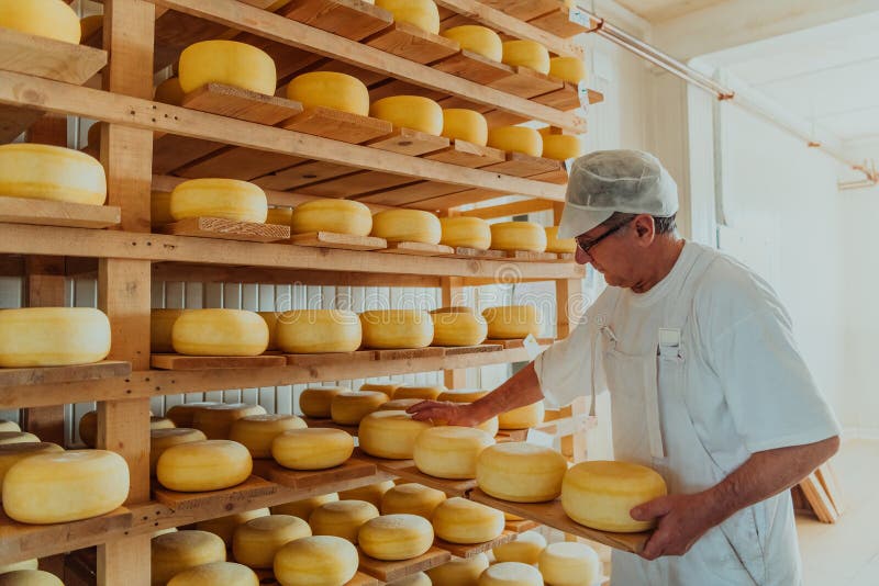 A Worker at a Cheese Factory Sorting Freshly Processed Cheese on Drying ...