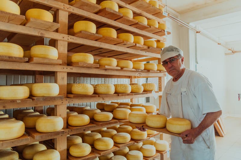 A Worker at a Cheese Factory Sorting Freshly Processed Cheese on Drying ...