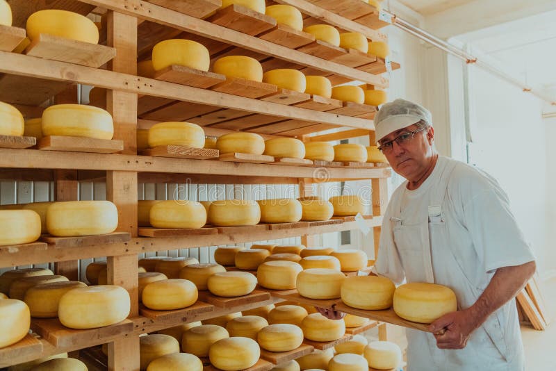 A Worker at a Cheese Factory Sorting Freshly Processed Cheese on Drying ...