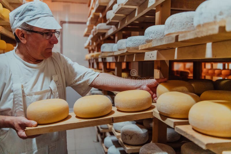 A Worker at a Cheese Factory Sorting Freshly Processed Cheese on Drying ...