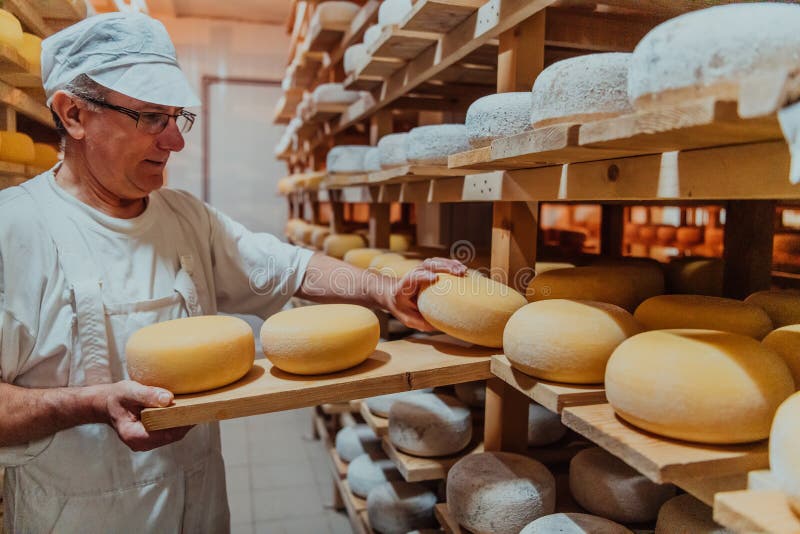 A Worker at a Cheese Factory Sorting Freshly Processed Cheese on Drying ...