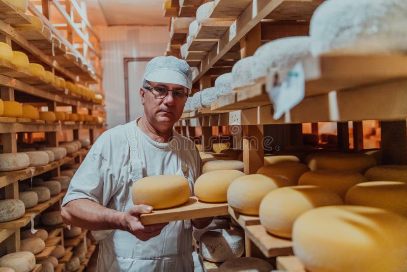 A Worker at a Cheese Factory Sorting Freshly Processed Cheese on Drying ...