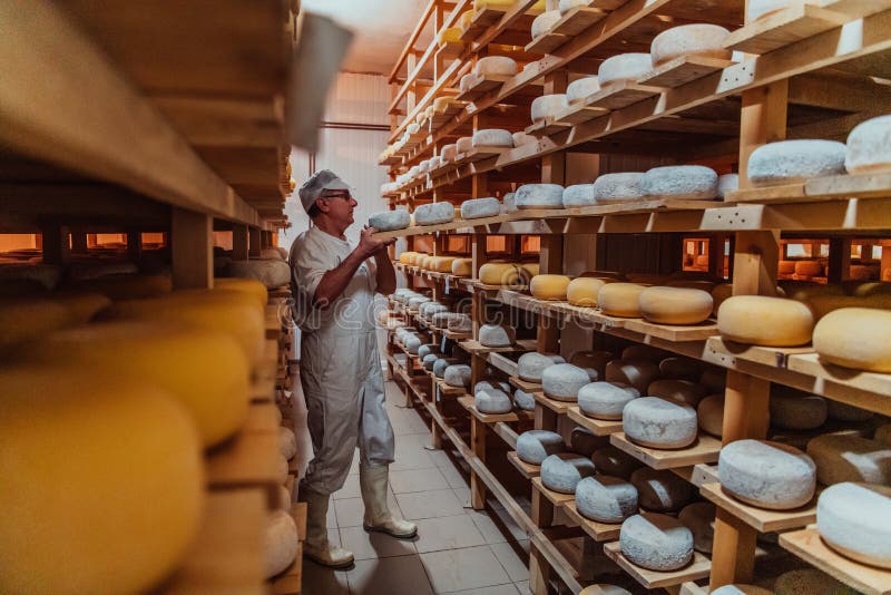 A Worker at a Cheese Factory Sorting Freshly Processed Cheese on Drying ...