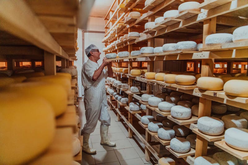 A Worker at a Cheese Factory Sorting Freshly Processed Cheese on Drying ...