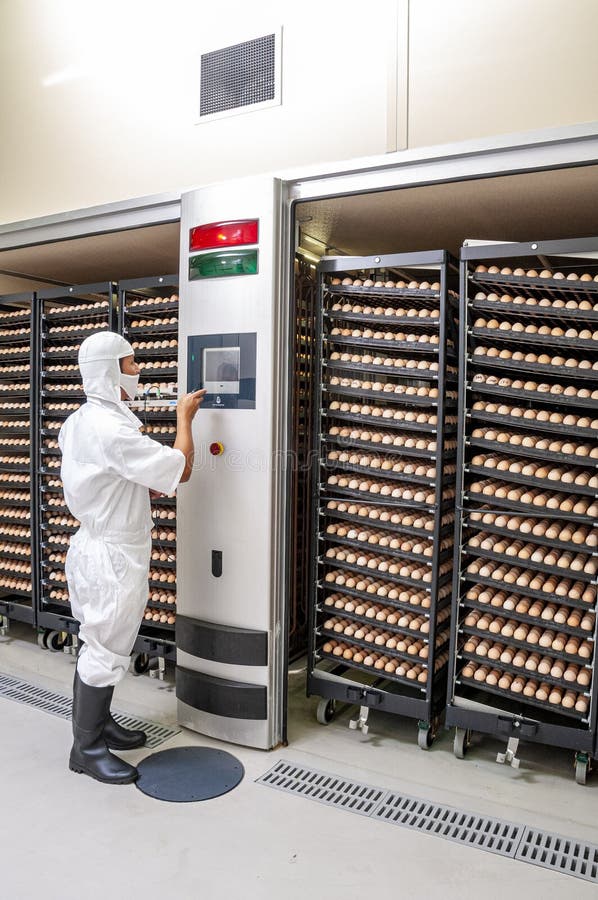 2,346 Chicken Hatchery Stock Photos - Free & Royalty-Free Stock Photos ...