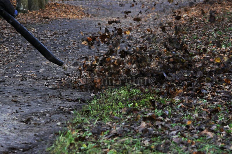 Worker Cleans a Path in the Park from Fallen Leaves Using an Industrial ...