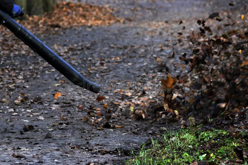 Worker Cleans a Path in the Park from Fallen Leaves Using an Industrial ...